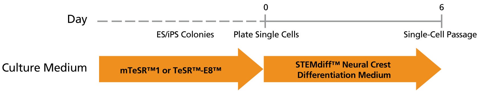 STEMdiff™ Neural Crest Differentiation Kit | STEMCELL Technologies STEMdiff™ Neural Crest Differentiation Kit | STEMCELL Technologies